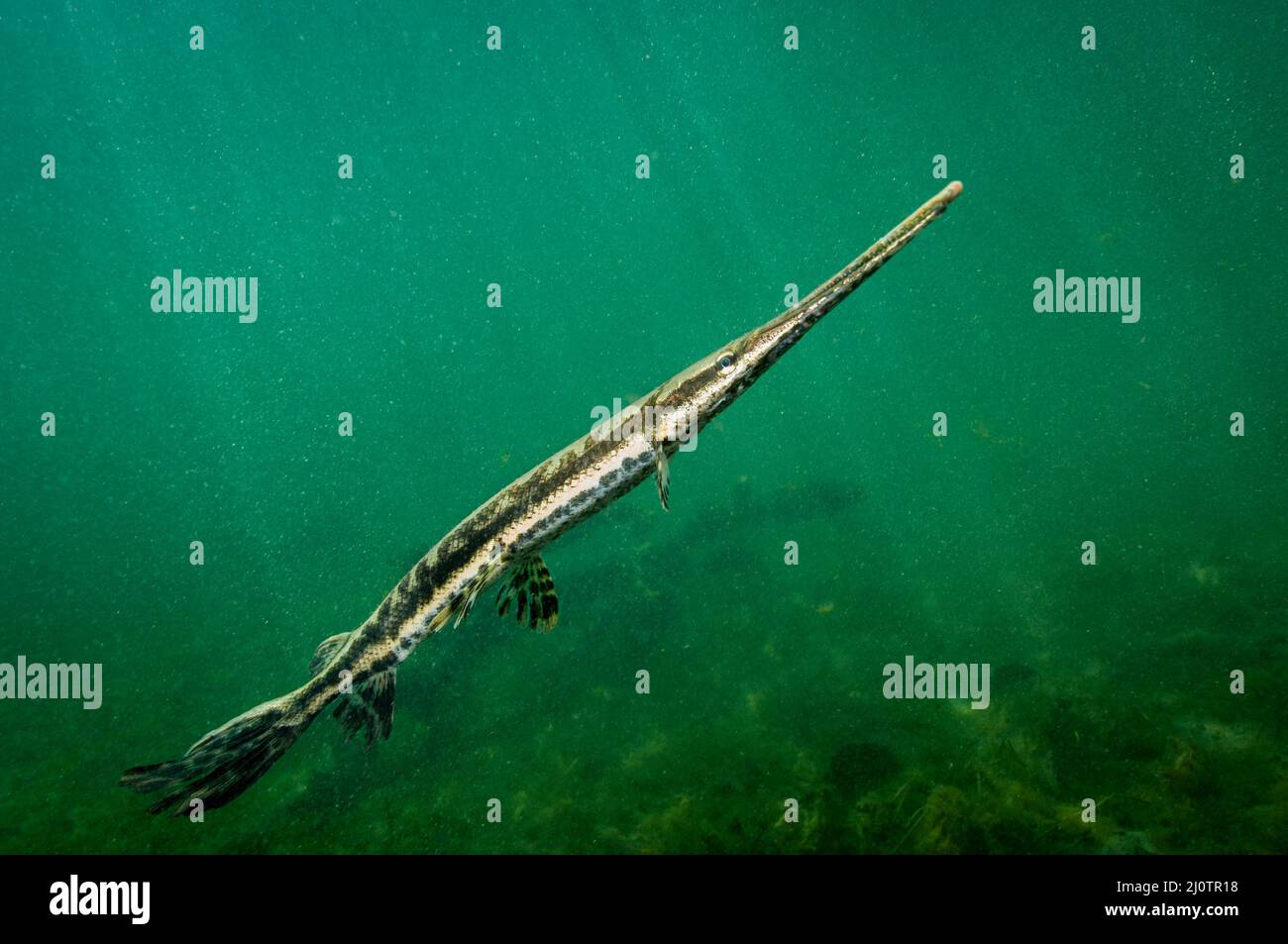 Longnose gar swimming underwater in the St. Lawrence River Stock Photo ...
