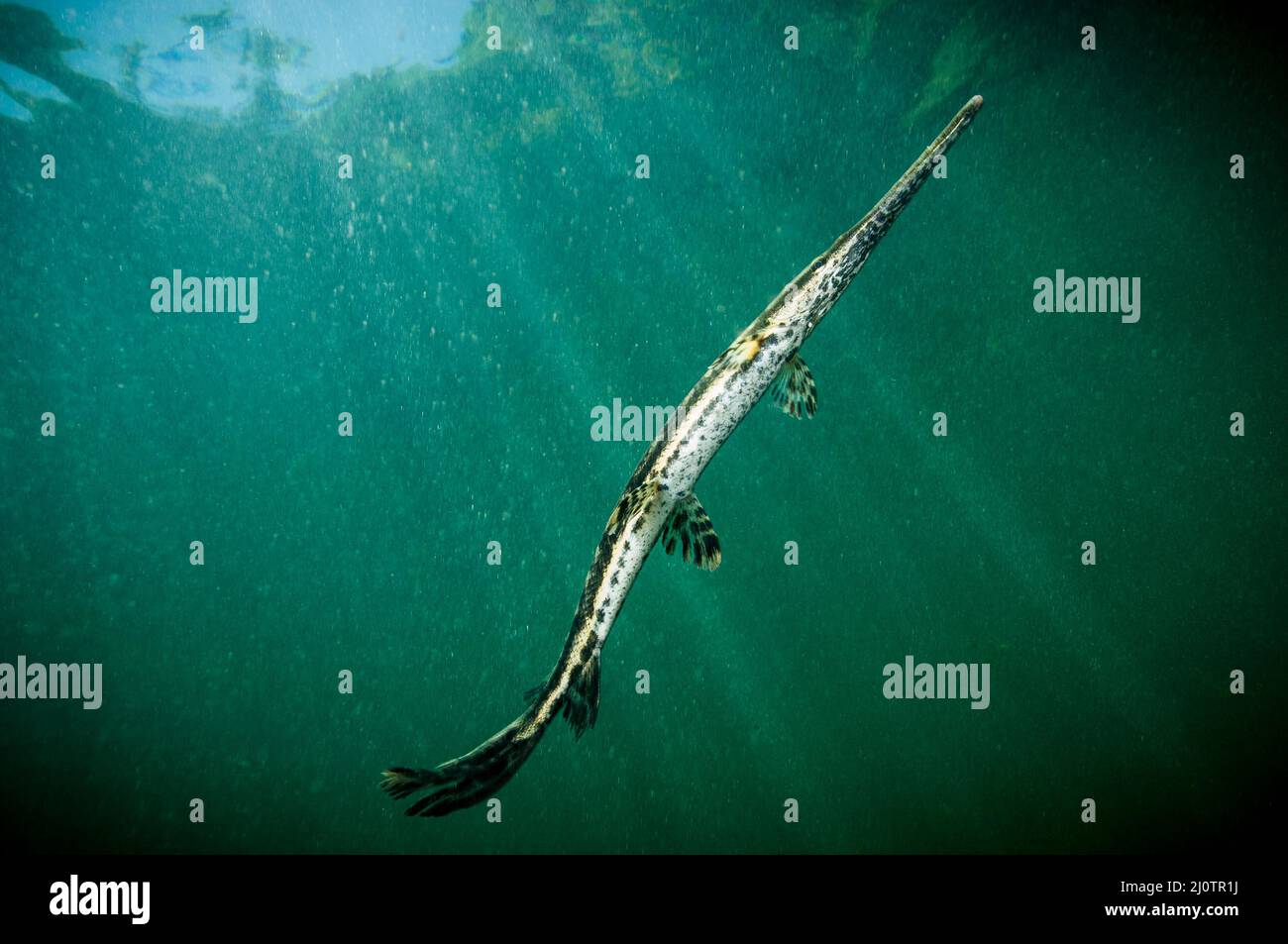 Longnose gar swimming underwater in the St. Lawrence River Stock Photo ...