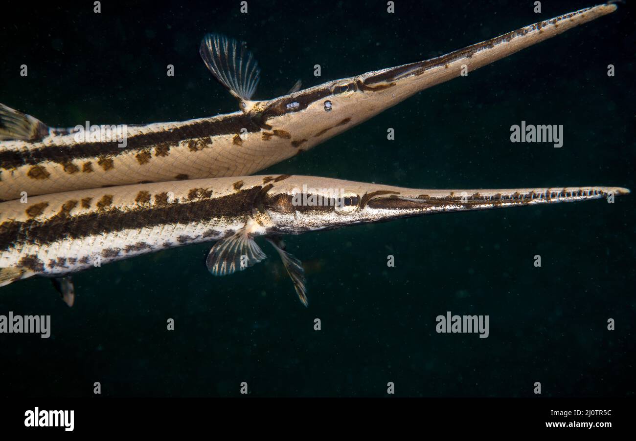 Longnose gar swimming underwater in the St. Lawrence River Stock Photo ...