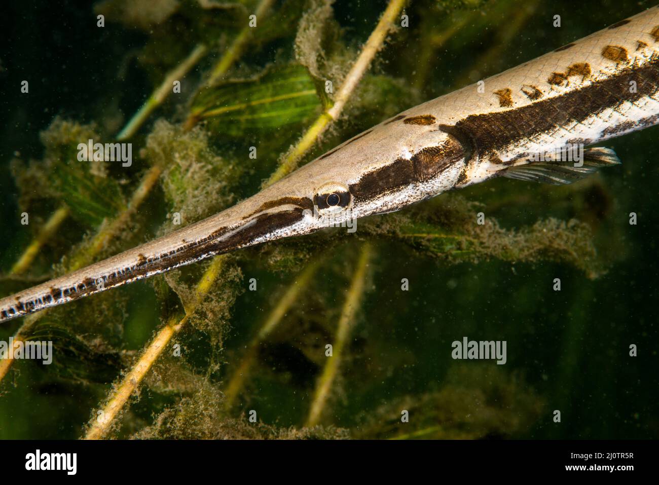 Longnose gar swimming underwater in the St. Lawrence River Stock Photo ...