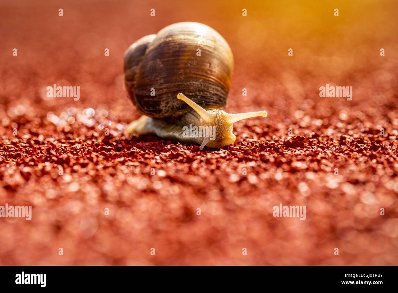 Close up view of snail hi-res stock photography and images - Alamy