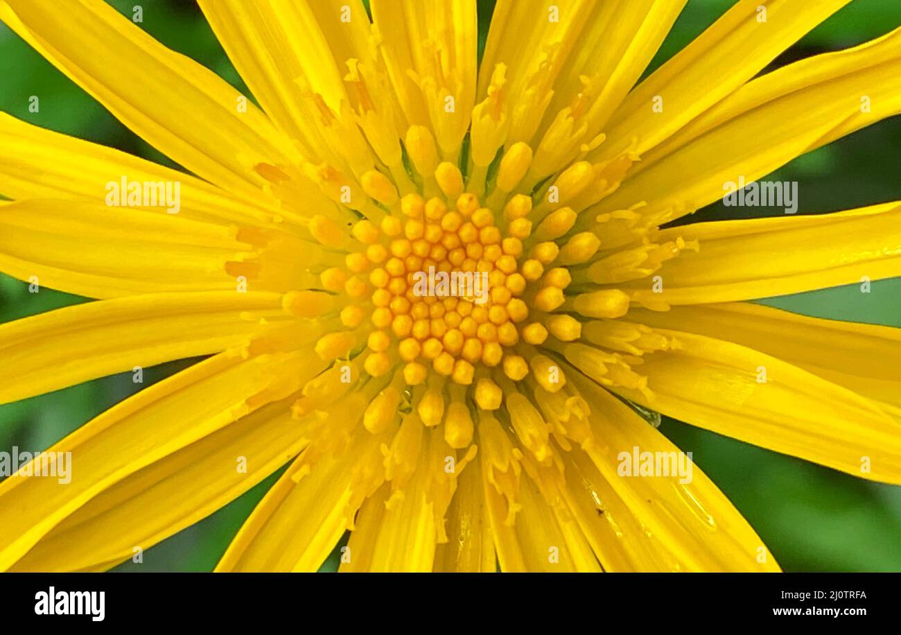 Yellow ox eye buphthalmum salicifolium hi-res stock photography and ...