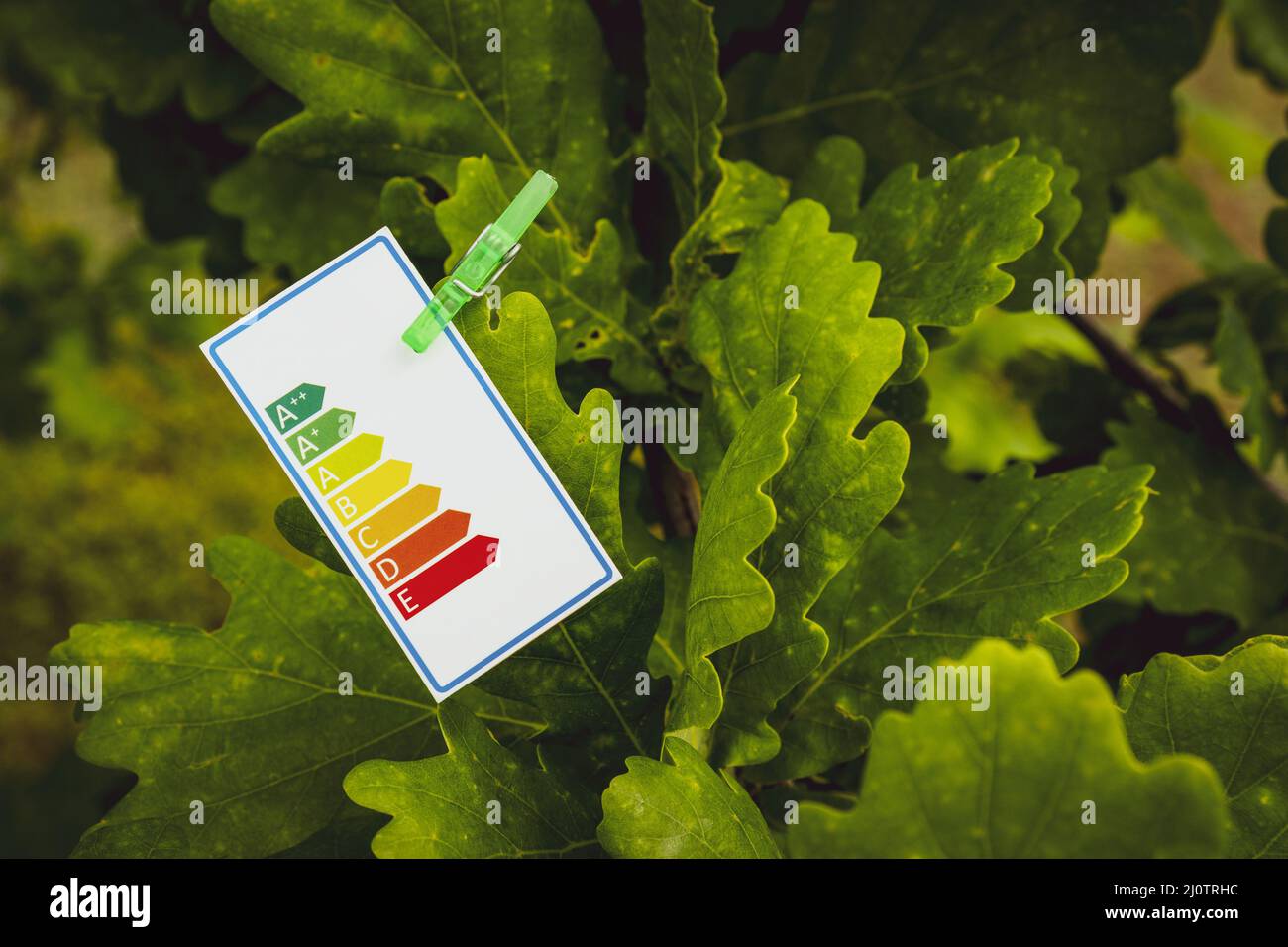 Energy rating chart pinned on a tree Stock Photo - Alamy