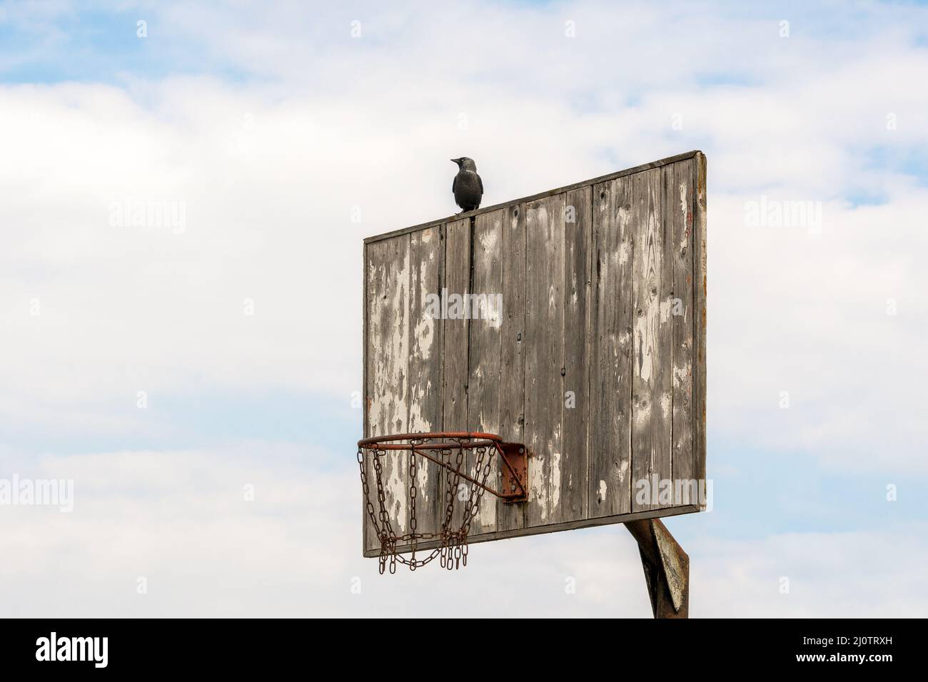 Bird on basketball court hi-res stock photography and images - Alamy