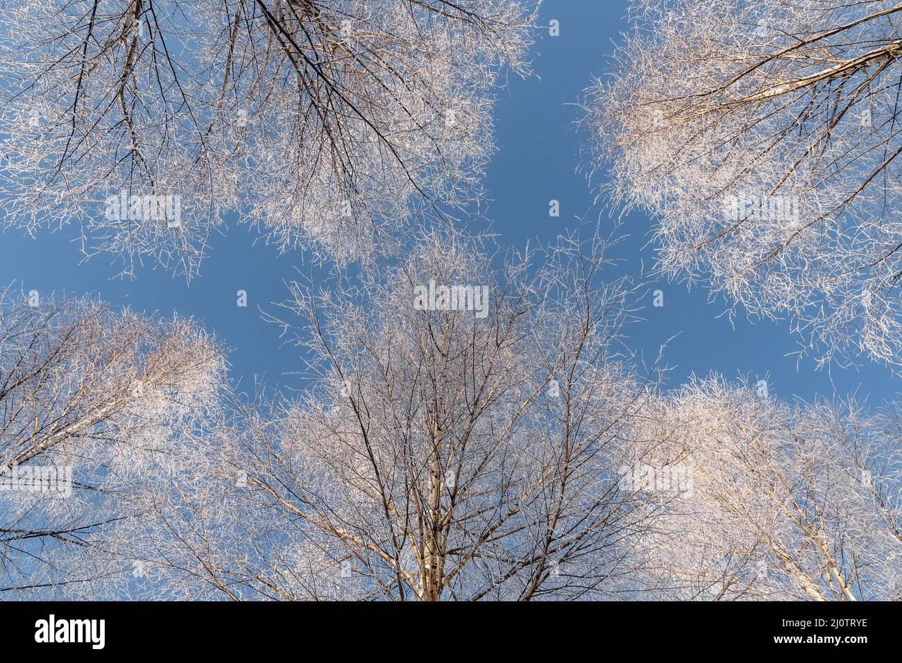 A low angle view from below of tree branches covered in snow Stock ...