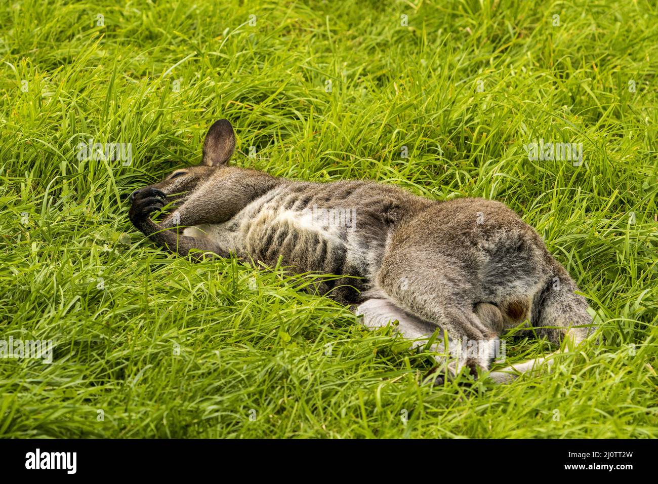 Kangaroo sleeping on the grass Stock Photo - Alamy