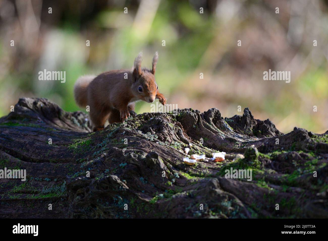 Photo of a red squirrel eating hi-res stock photography and images - Alamy