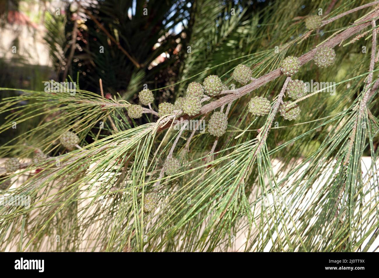Casuarina Equisetifolia