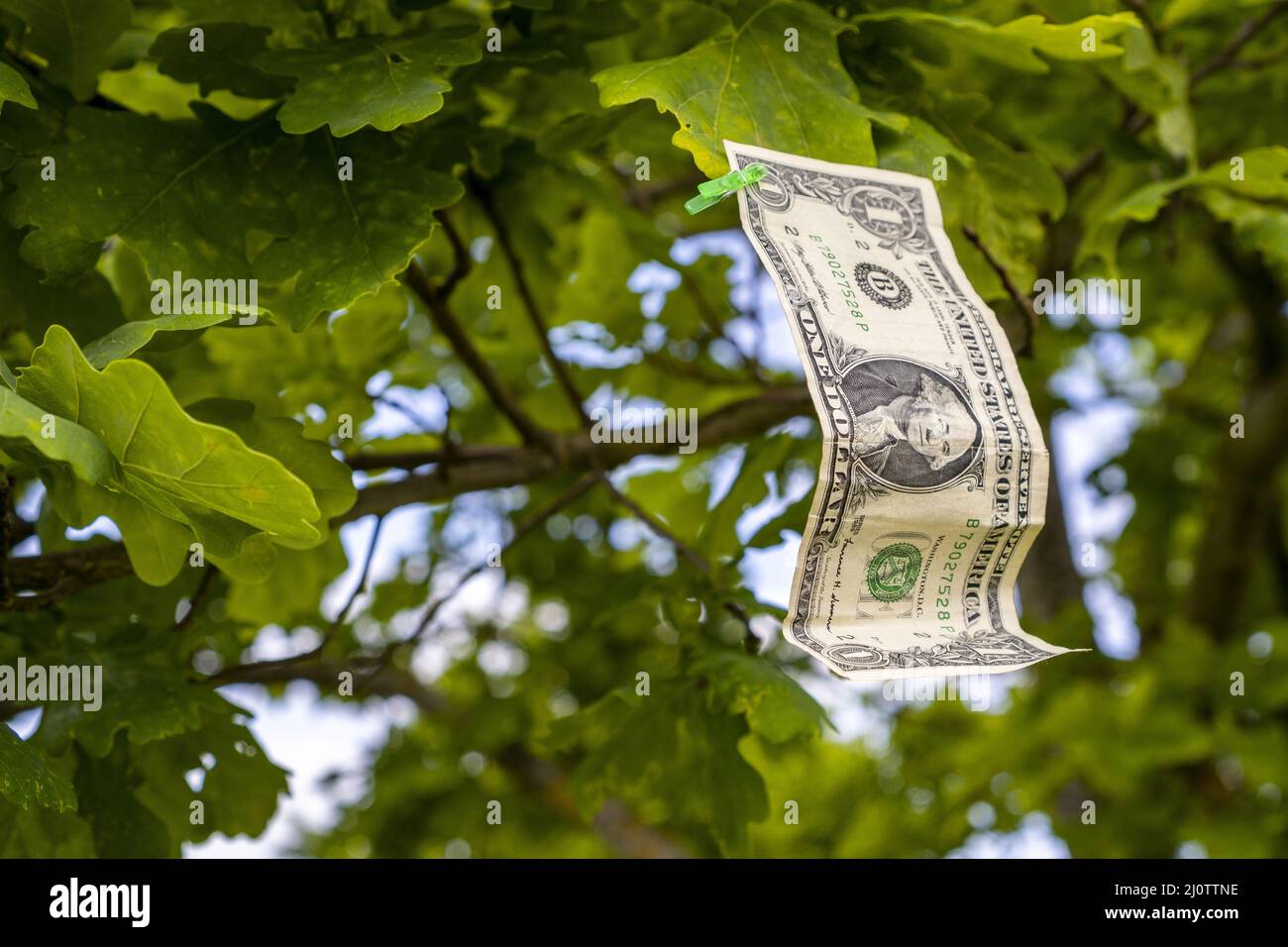 One dollar bill on the tree Stock Photo - Alamy