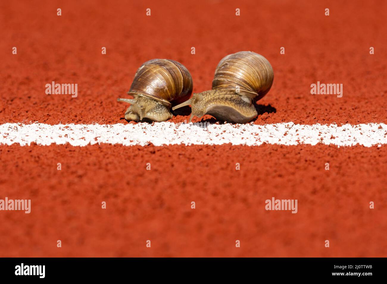 Snails run to the finish line Stock Photo - Alamy