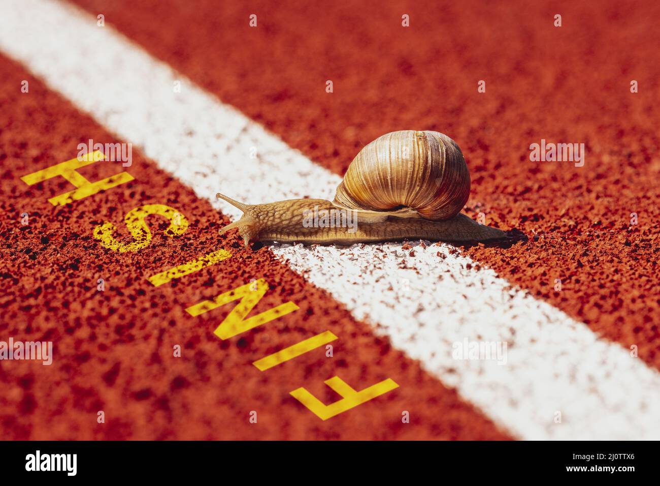 Snail crosses the finish line alone as winner Stock Photo - Alamy