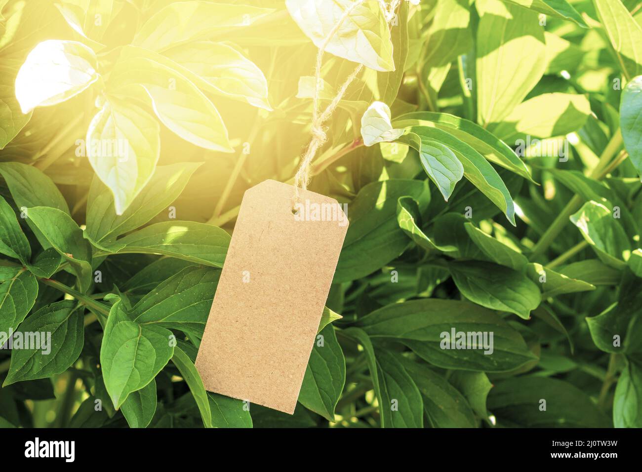 Paper price tag or blank tag lying on the plant leaves Stock Photo - Alamy