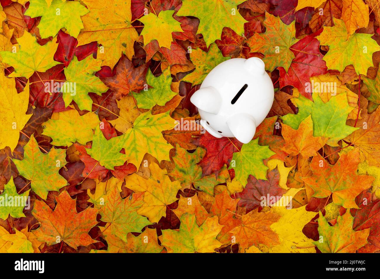 Coin piggy bank on fall leaves Stock Photo - Alamy