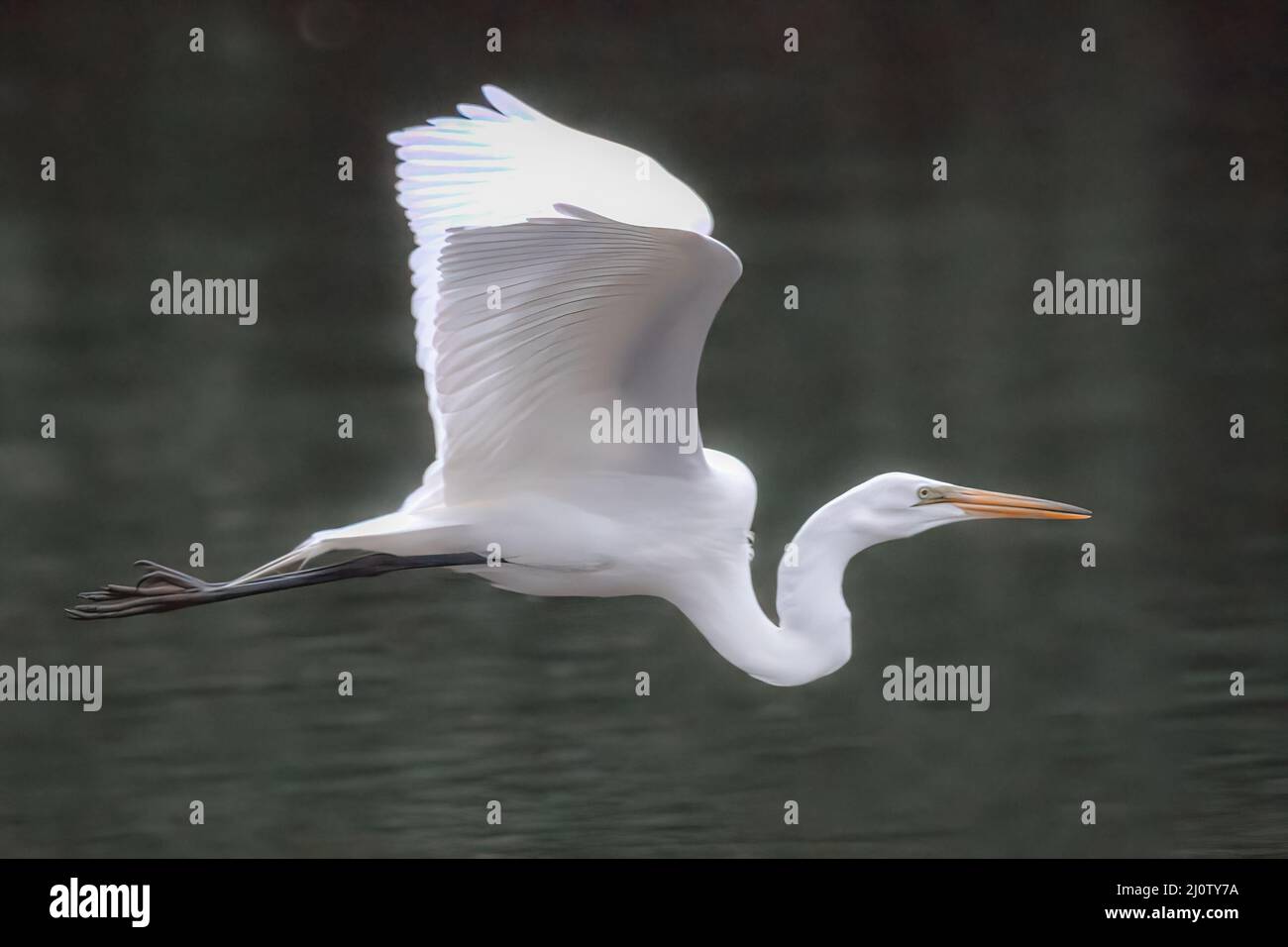White egret flying near a lake surface Stock Photo - Alamy