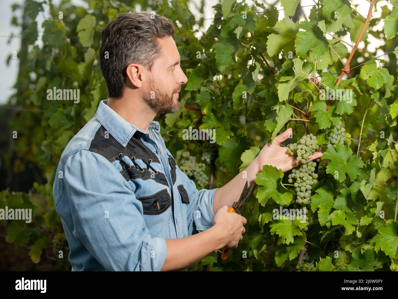 enologist cut grapes with gardening scissors, vineyard Stock Photo - Alamy