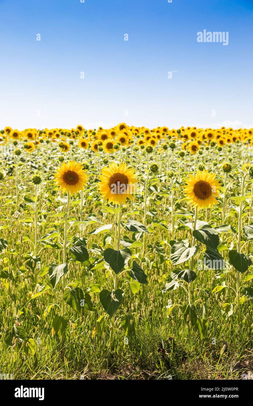 Tuscany countryside sunflowers hi-res stock photography and images - Alamy