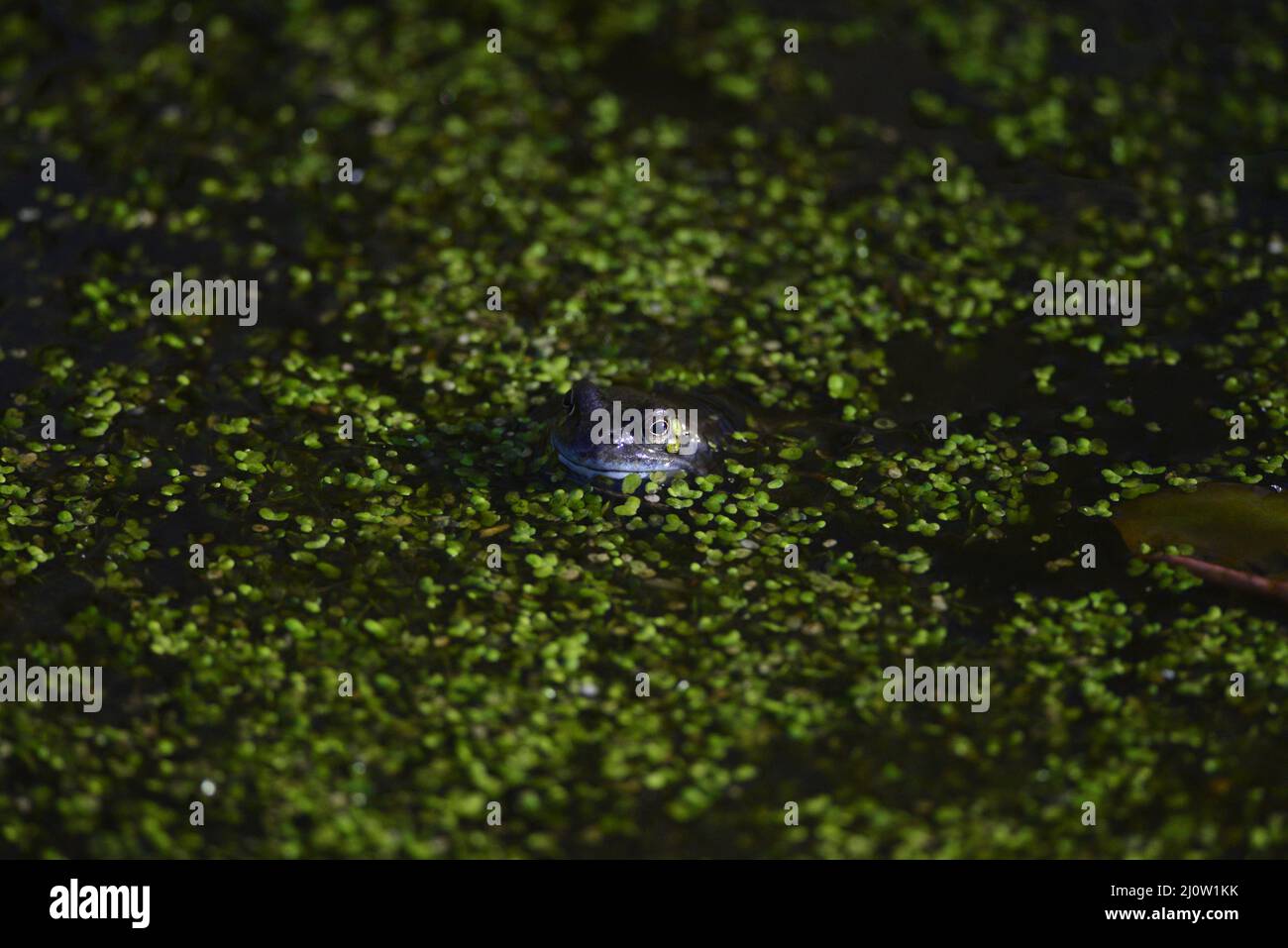 Scottish frogs hi-res stock photography and images - Alamy