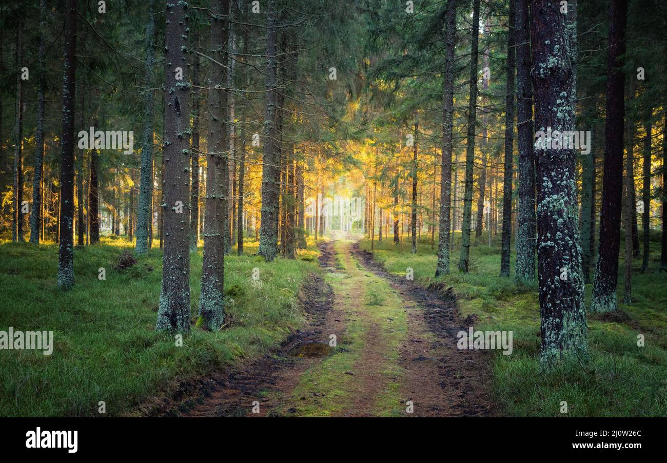 Sunlit path in a park before sunset Stock Photo - Alamy