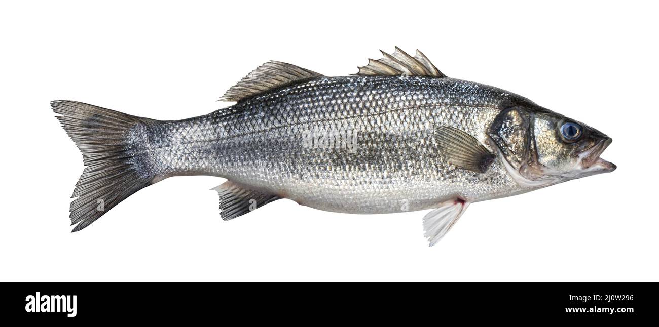 White bass fish hi-res stock photography and images - Alamy