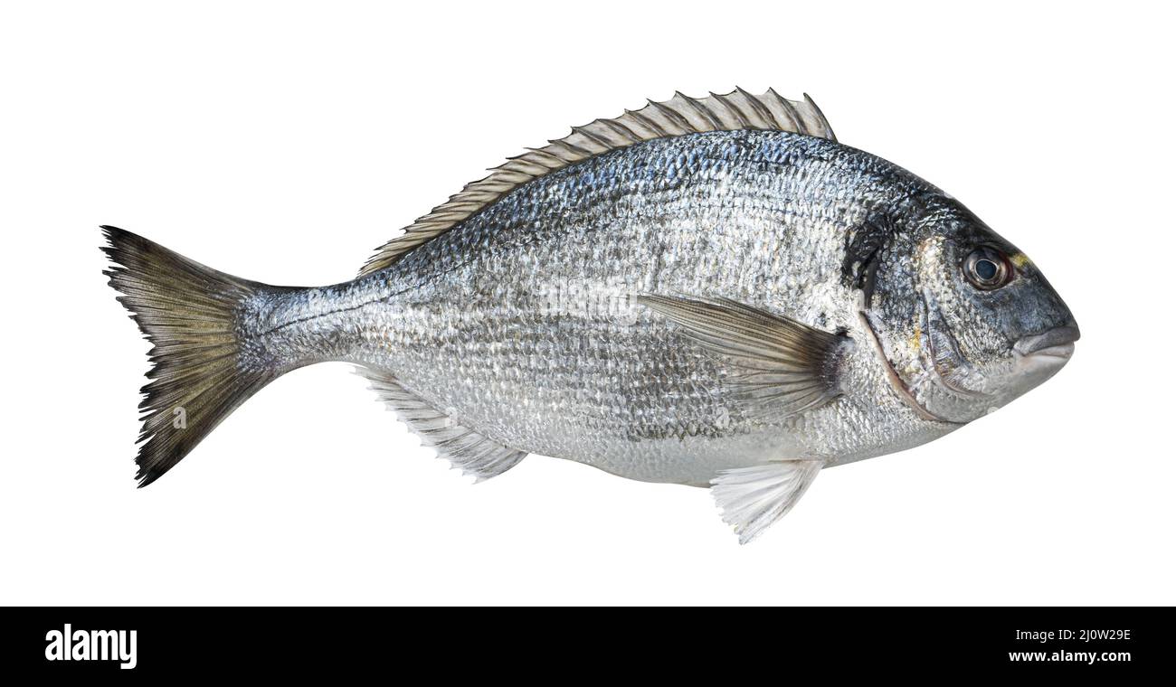 Fresh dorado fish isolated on white background Stock Photo - Alamy