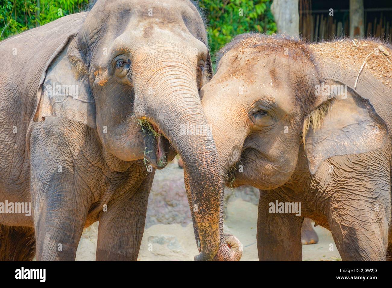 Elephant Singapore Zoo Stock Photo - Alamy