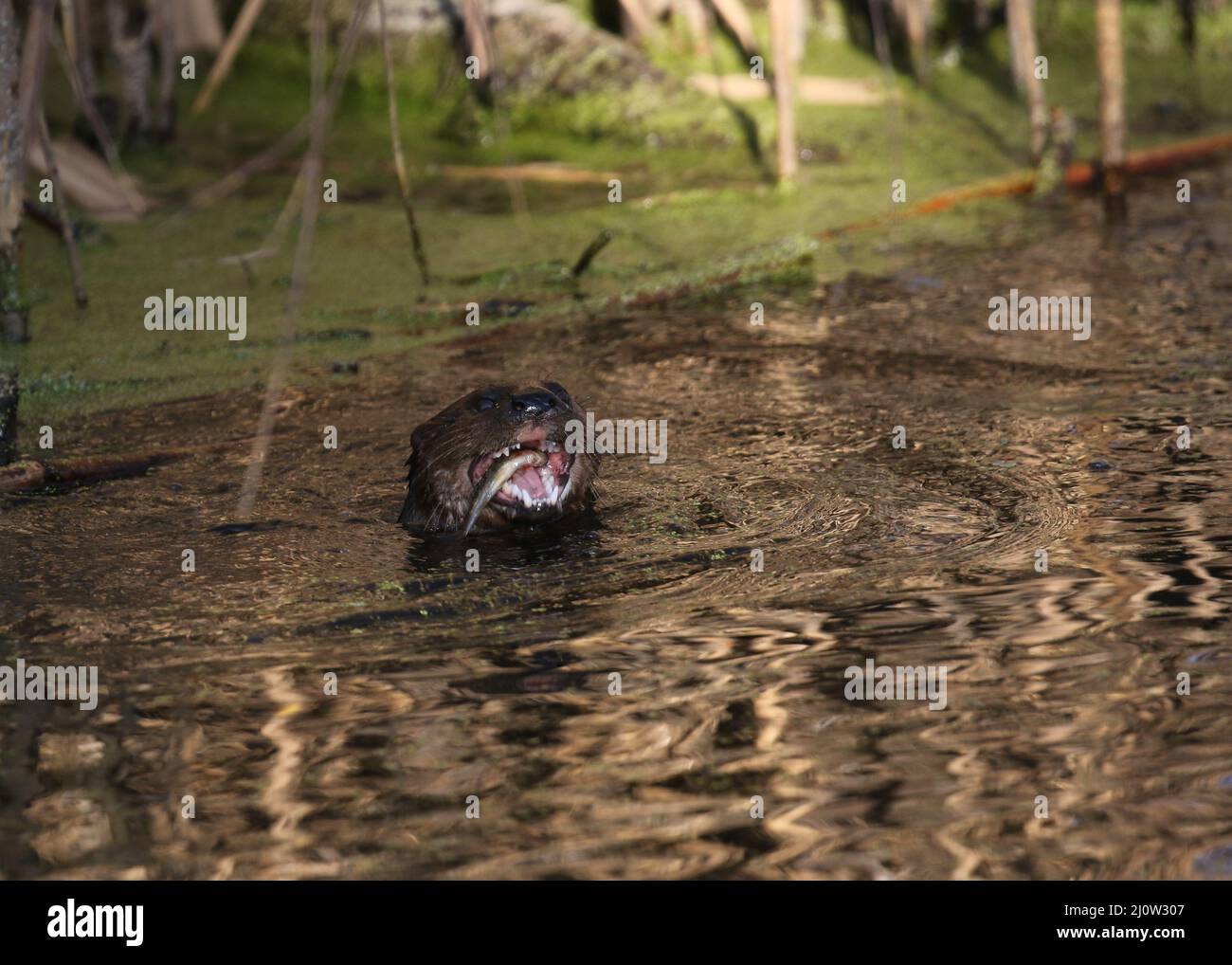 Spotted-necked Otter, South Africa Stock Photo - Alamy