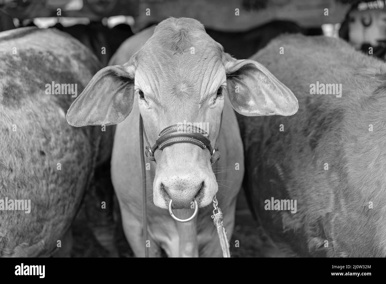 A cow with nose ring standing ready to be taken to the show ring to be ...