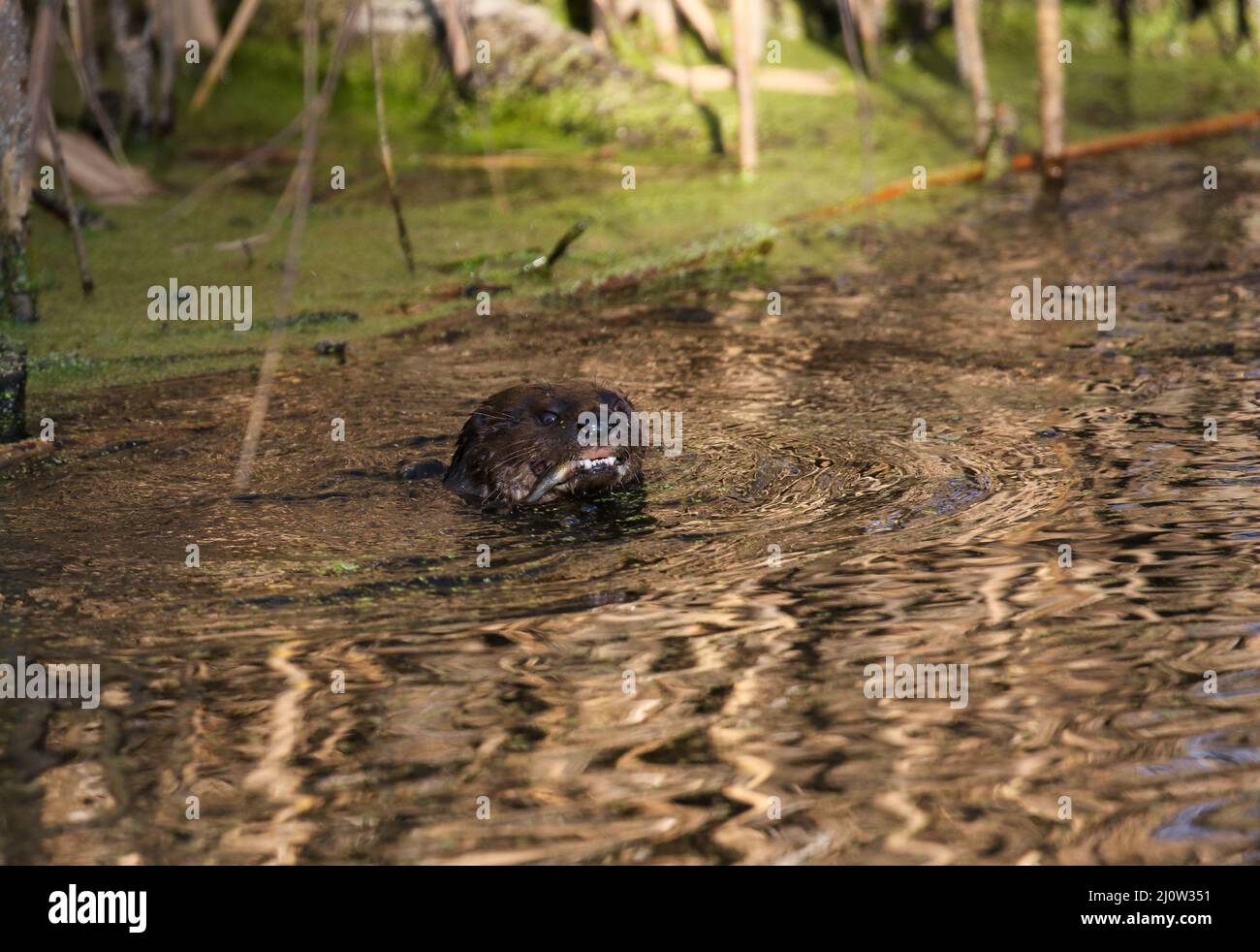 Spotted-necked Otter, South Africa Stock Photo - Alamy