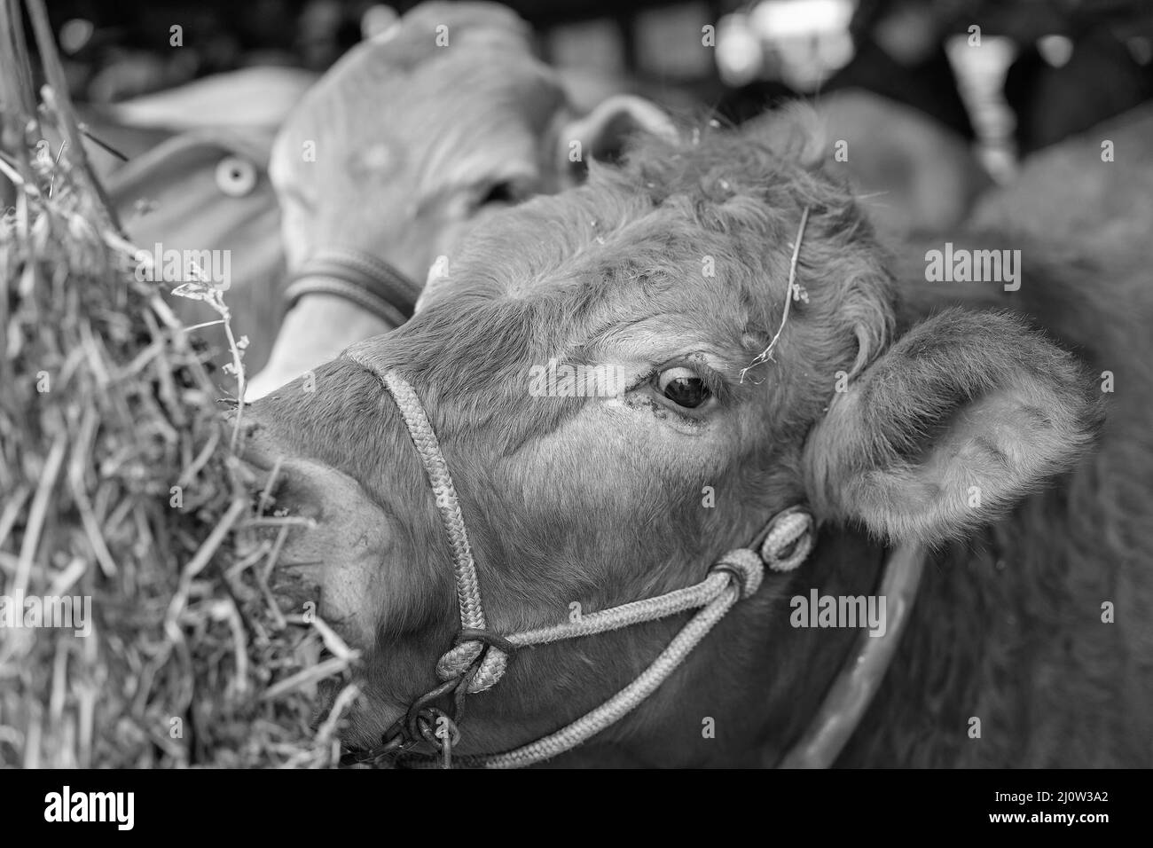 Judge at country show Black and White Stock Photos & Images - Alamy