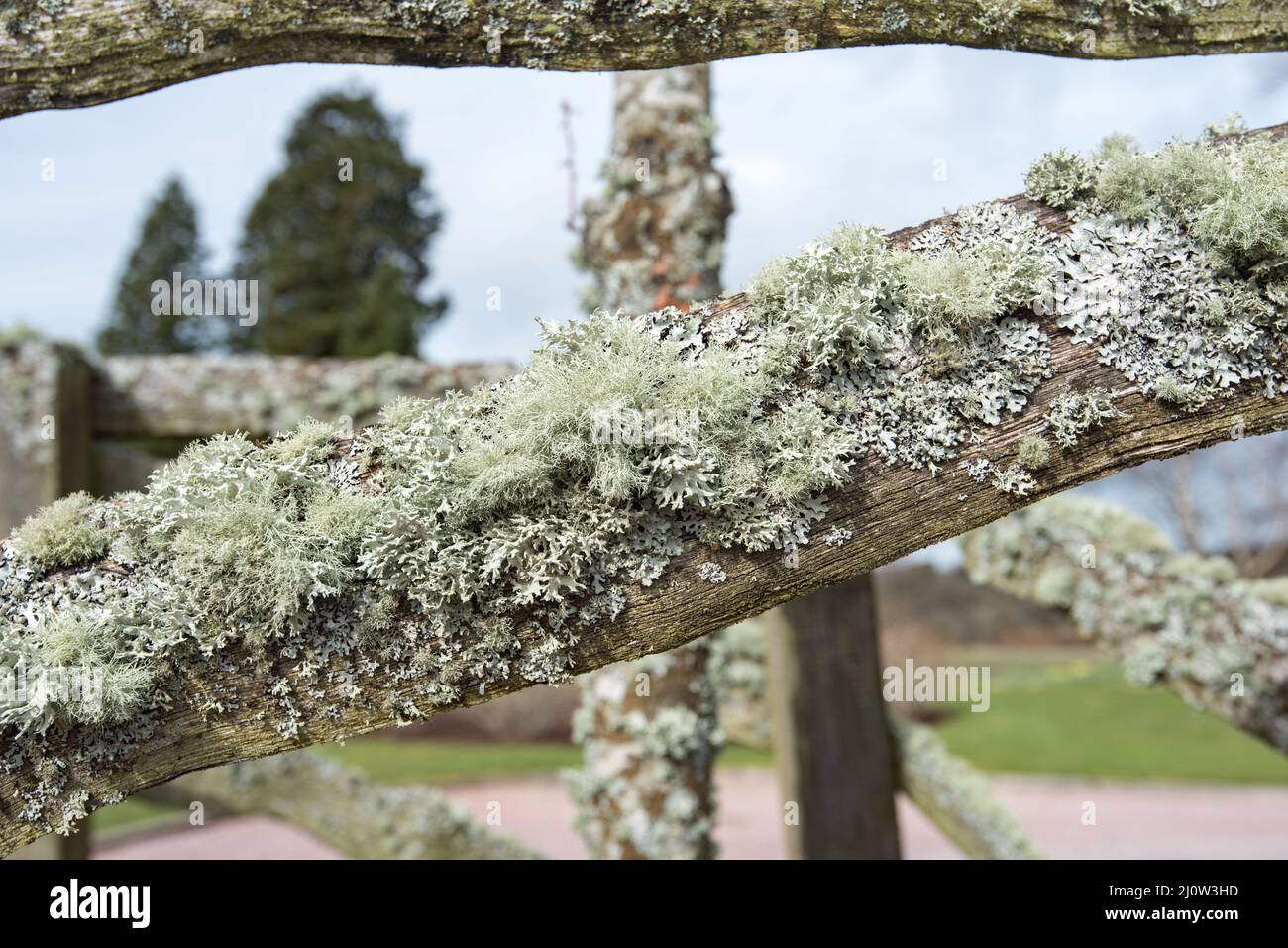 Algae, lichens and moss often form green or grey, powdery or mossy ...