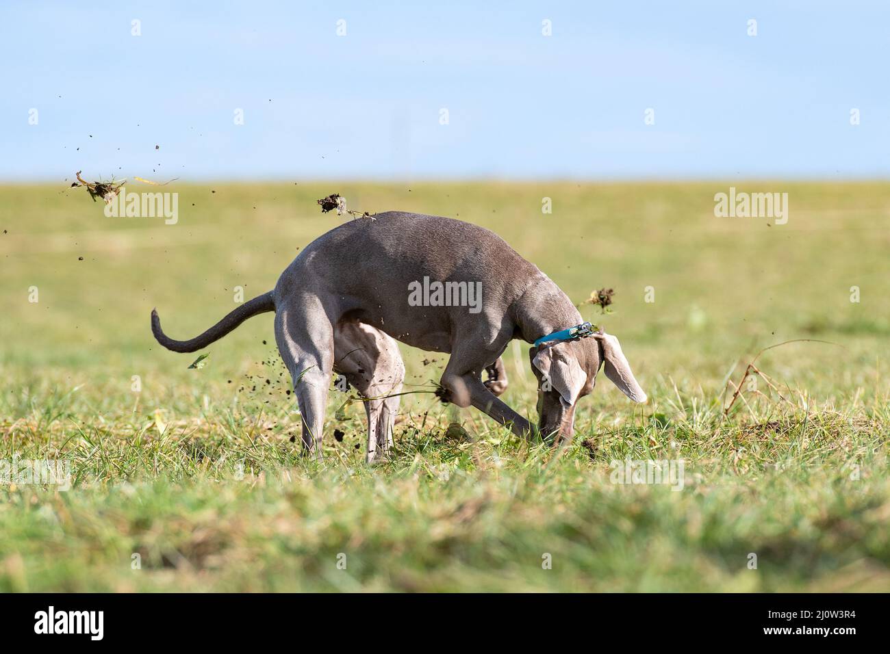 Dog digging for mice Stock Photo - Alamy