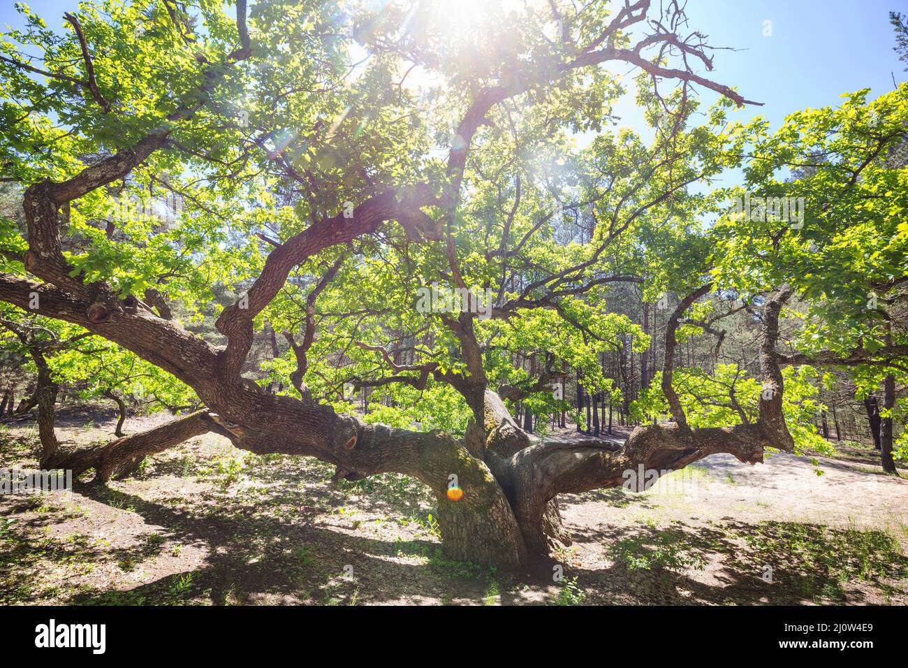 Big tree canopy hi-res stock photography and images - Alamy