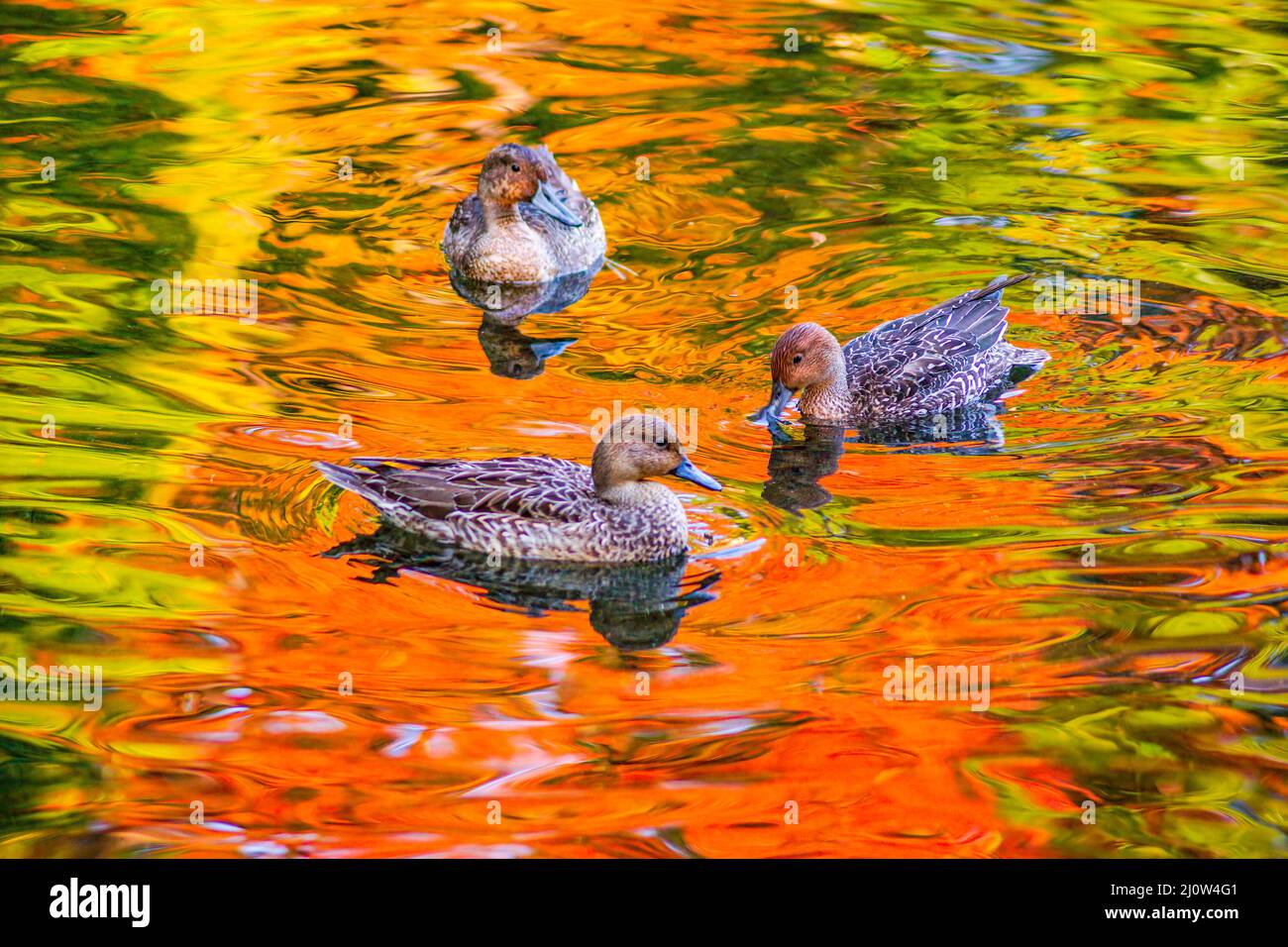 Pond duck with autumn leaves being reflected Stock Photo - Alamy