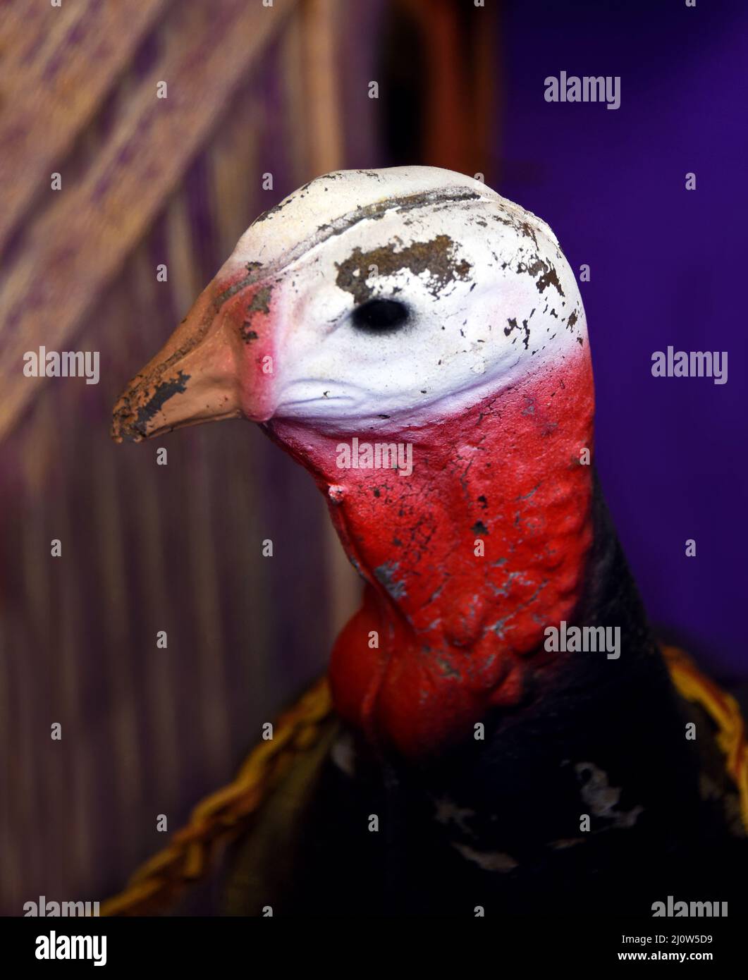 Rustic head of a well worn turkey decoy sits in front of a purple wall ...