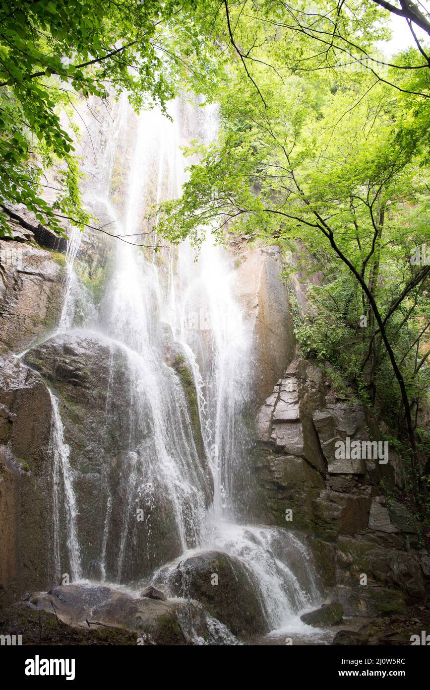 Vertical scenic view of a foamy waterfall in a forest full of lush ...