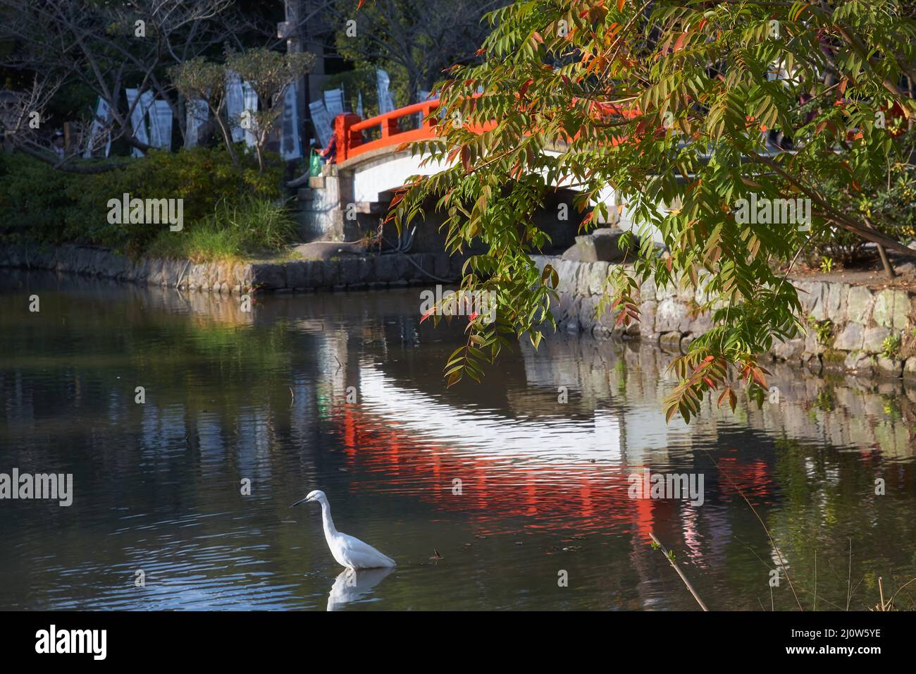 Great egret on the Genpei ponds at Tsurugaoka Hachimangu shrine ...