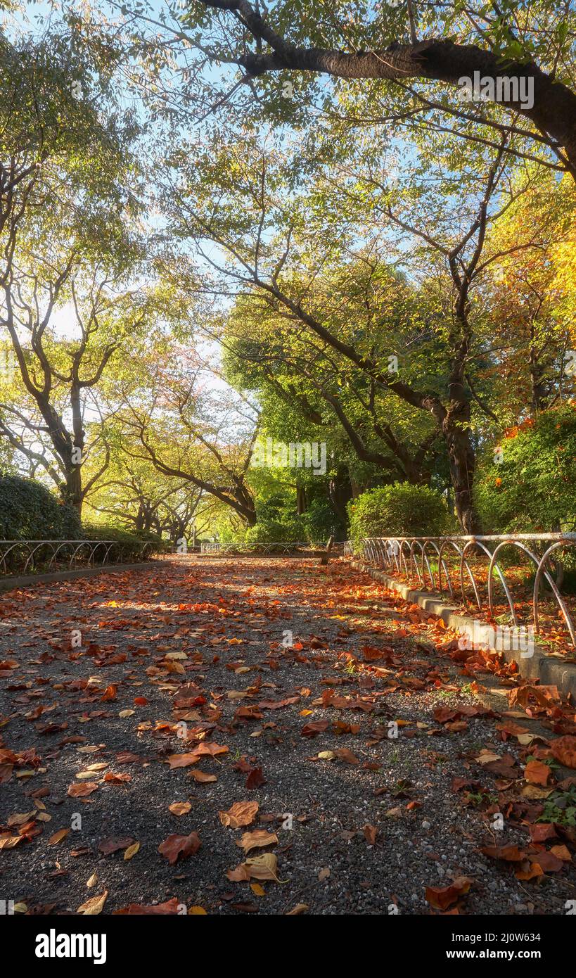 The footpath in the park at autumn. Tokyo. Japan Stock Photo - Alamy