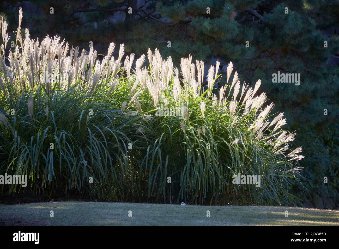 Japanese grass miscanthus sinensis hi-res stock photography and images ...