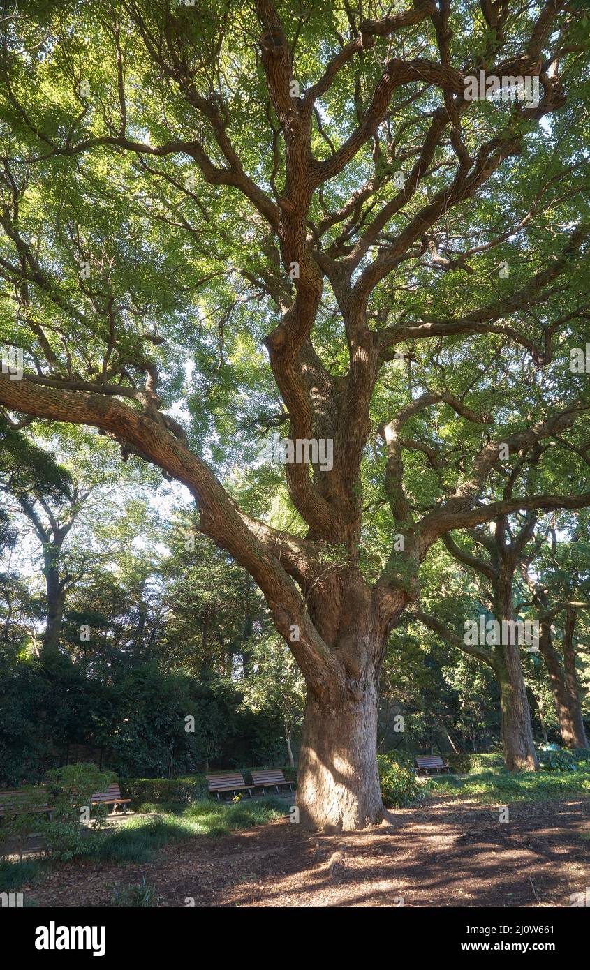Cinnamomum camphora tree in the Imperial Palace garden. Tokyo. Japan ...
