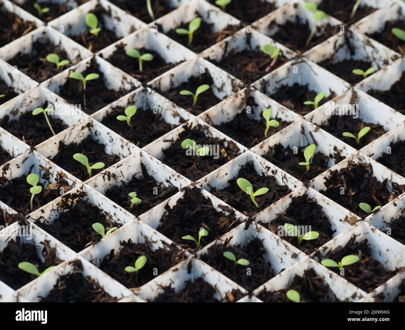 Little Gem lettuce seedlings growing in module trays in a polytunnel at ...