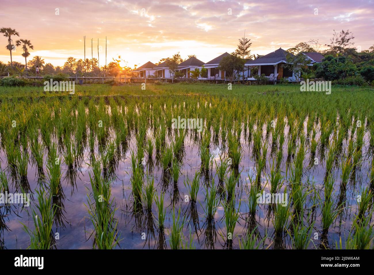 Rice fields in Northern Thailand, rice farm in Thailand, rice paddies ...