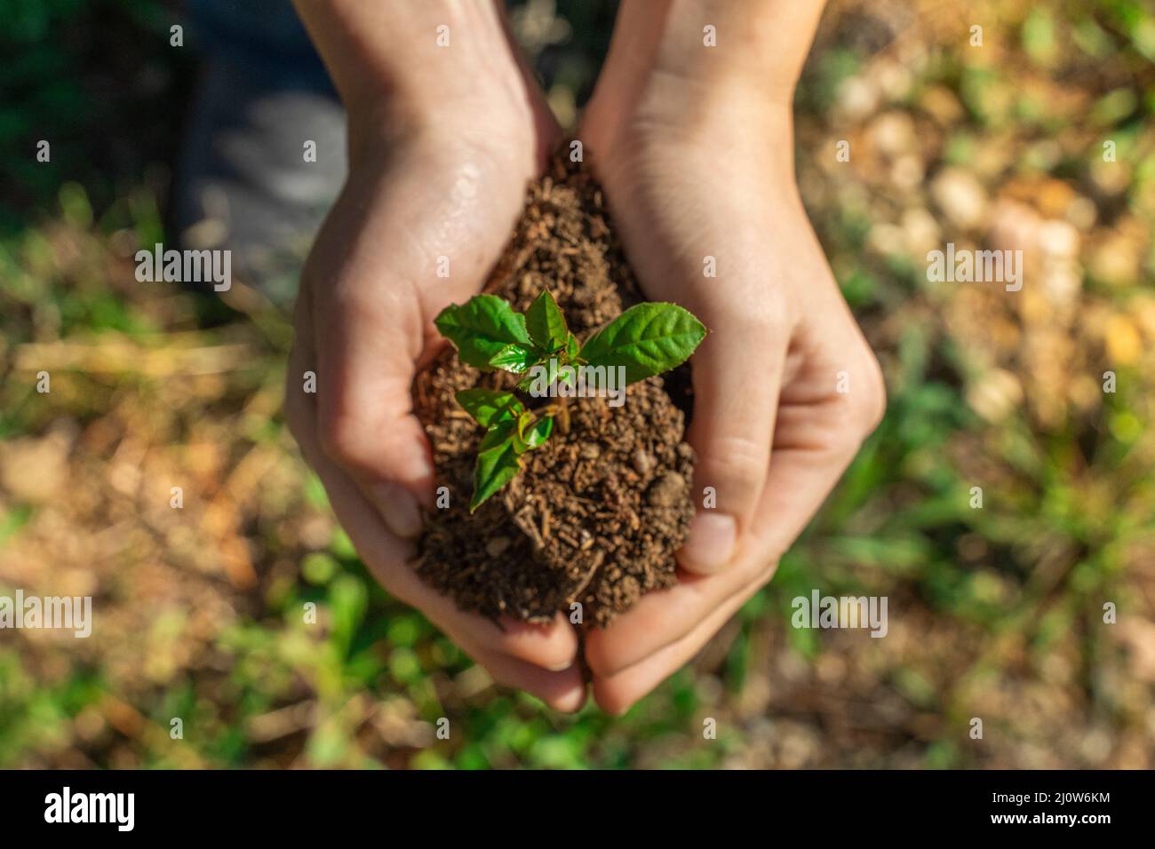 Hands holding young plant on blur nature background with sunlight. Eco ...