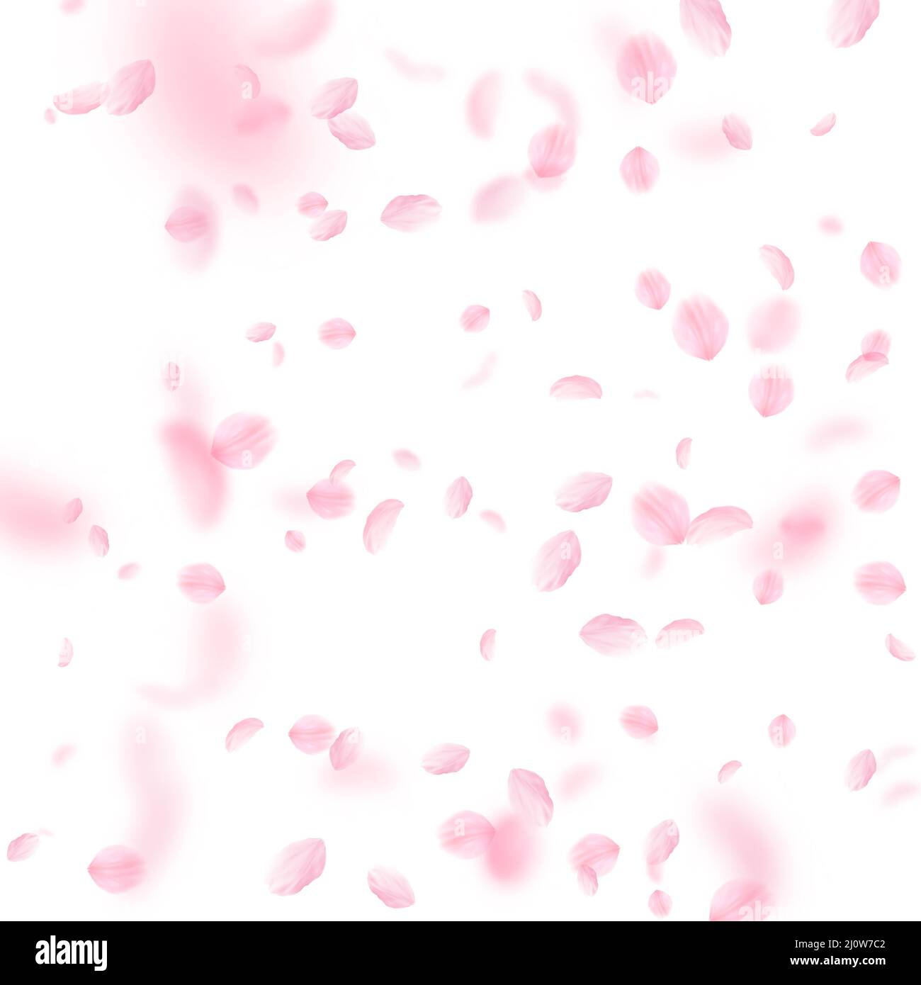 Sakura petals falling down. Romantic pink flowers falling rain. Flying ...