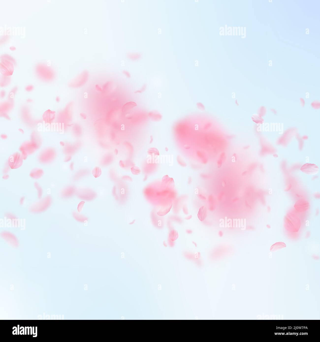 Sakura petals falling down. Romantic pink flowers falling rain. Flying ...