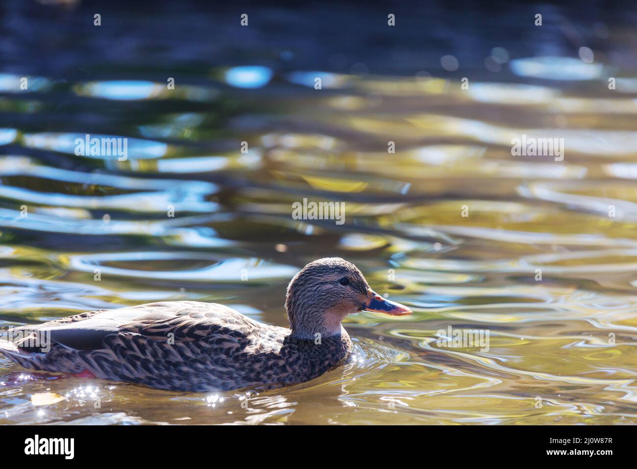 Happy duck hi-res stock photography and images - Alamy