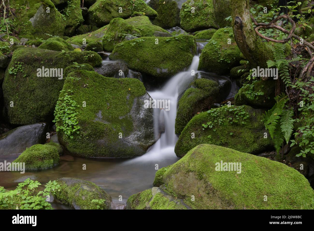 deep forest and waterfall with green moss Stock Photo - Alamy