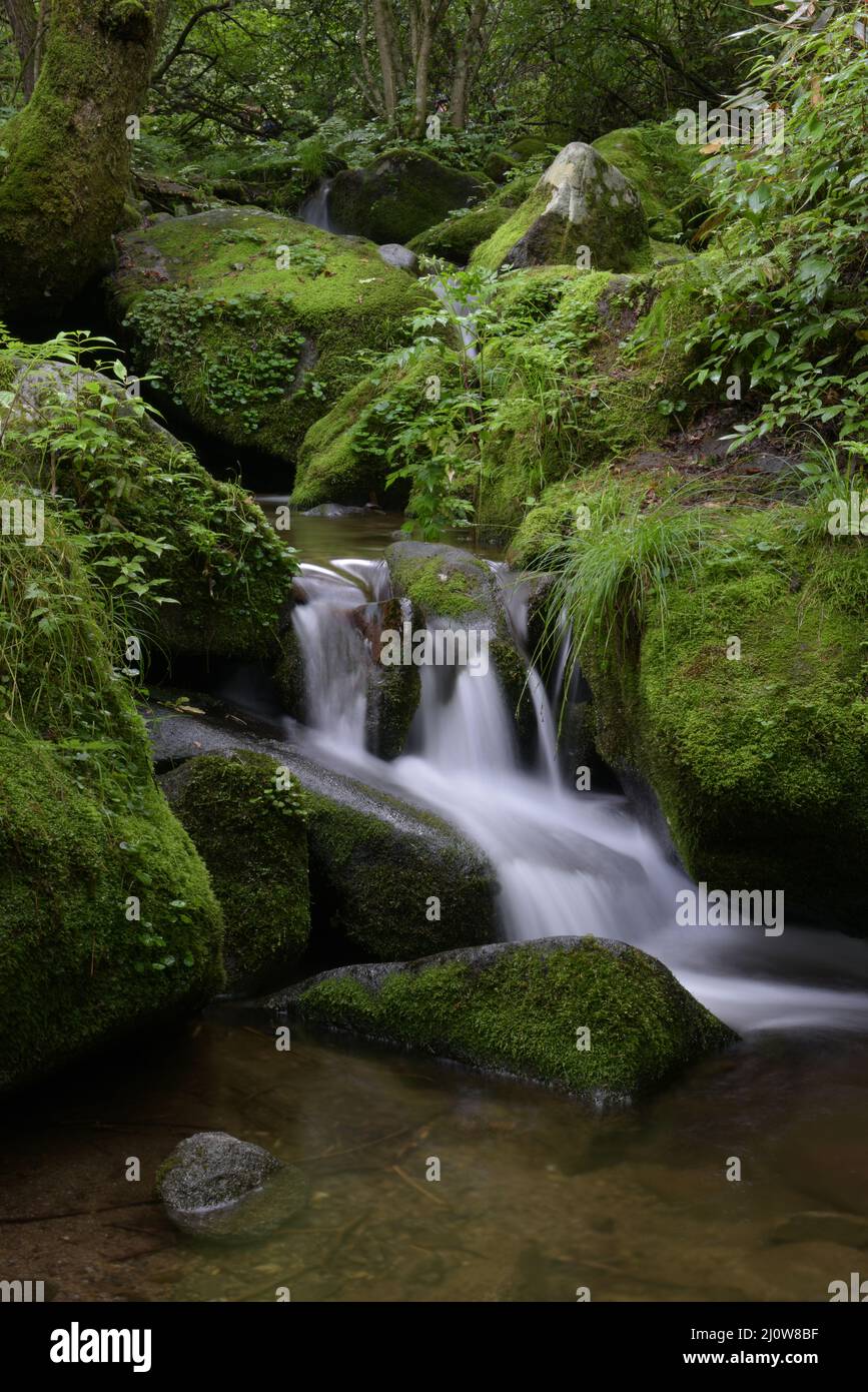 deep forest and waterfall with green moss Stock Photo - Alamy