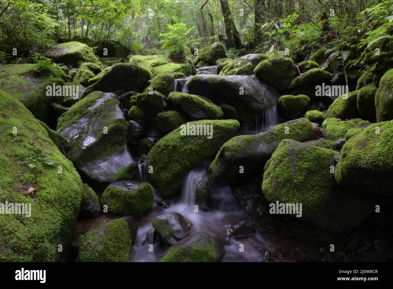 deep forest and waterfall with green moss Stock Photo - Alamy