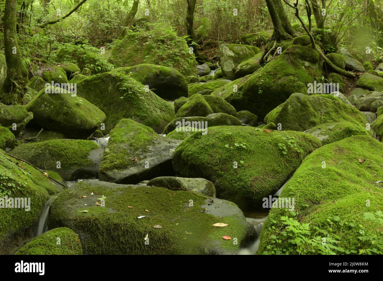 deep forest and waterfall with green moss Stock Photo - Alamy