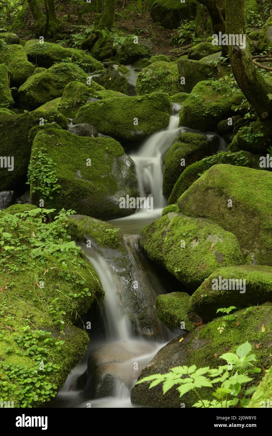 deep forest and waterfall with green moss Stock Photo - Alamy
